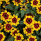 Zinnia Seeds - Profusion Red-Yellow Bicolor | Flower Seeds in Packets ...