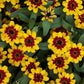 Zinnia Seeds - Profusion Red-Yellow Bicolor | Flower Seeds in Packets ...