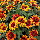 Zinnia Seeds - Profusion Red-Yellow Bicolor | Flower Seeds in Packets ...