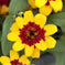 Zinnia Seeds - Profusion Red-Yellow Bicolor | Flower Seeds in Packets ...