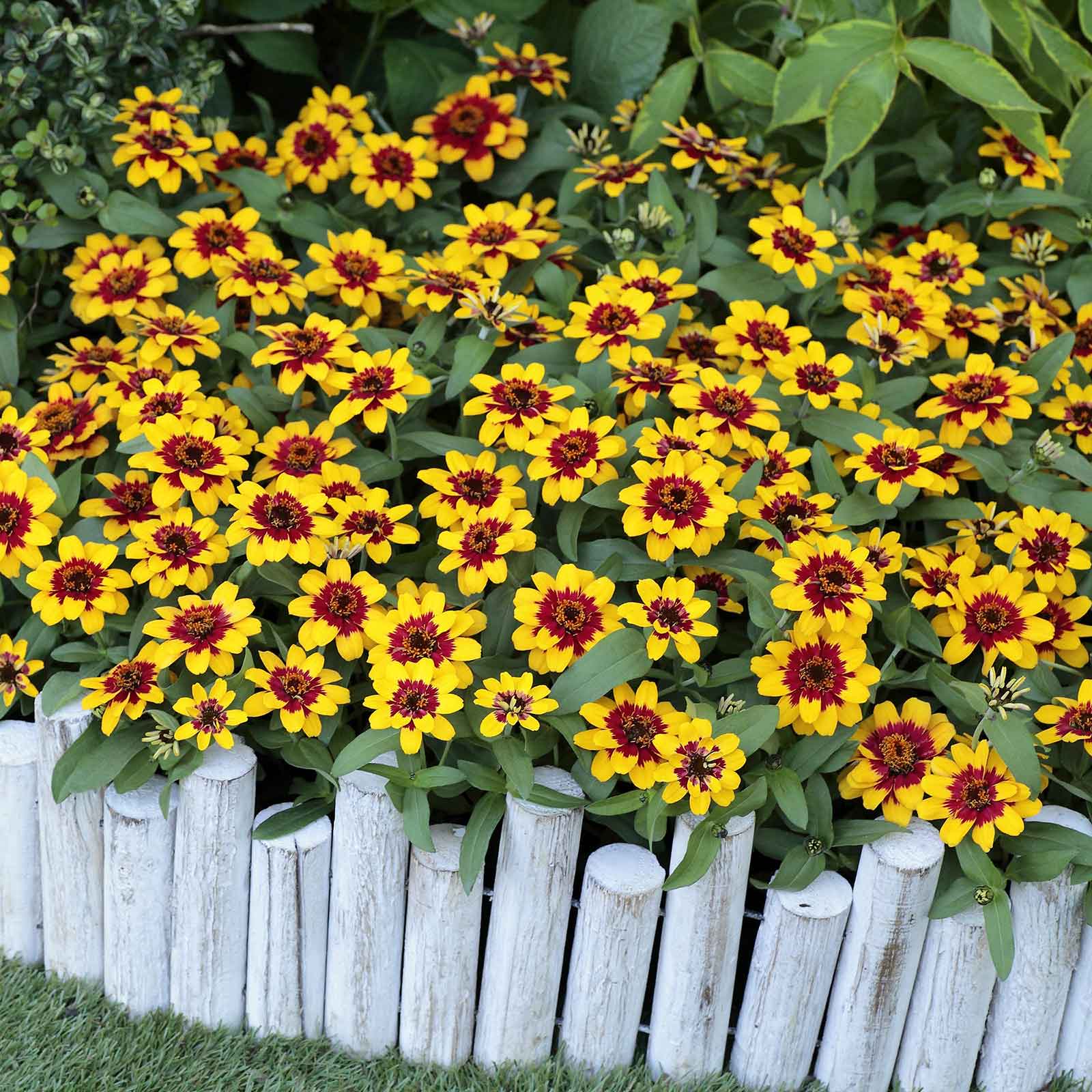 Zinnia Seeds - Profusion Red-Yellow Bicolor | Flower Seeds in Packets ...