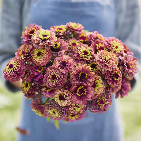 Zinnia Seeds - Queen Lime Red | Flower Seeds in Packets & Bulk | Eden ...