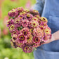 Zinnia Seeds - Queen Lime Red | Flower Seeds in Packets & Bulk | Eden ...