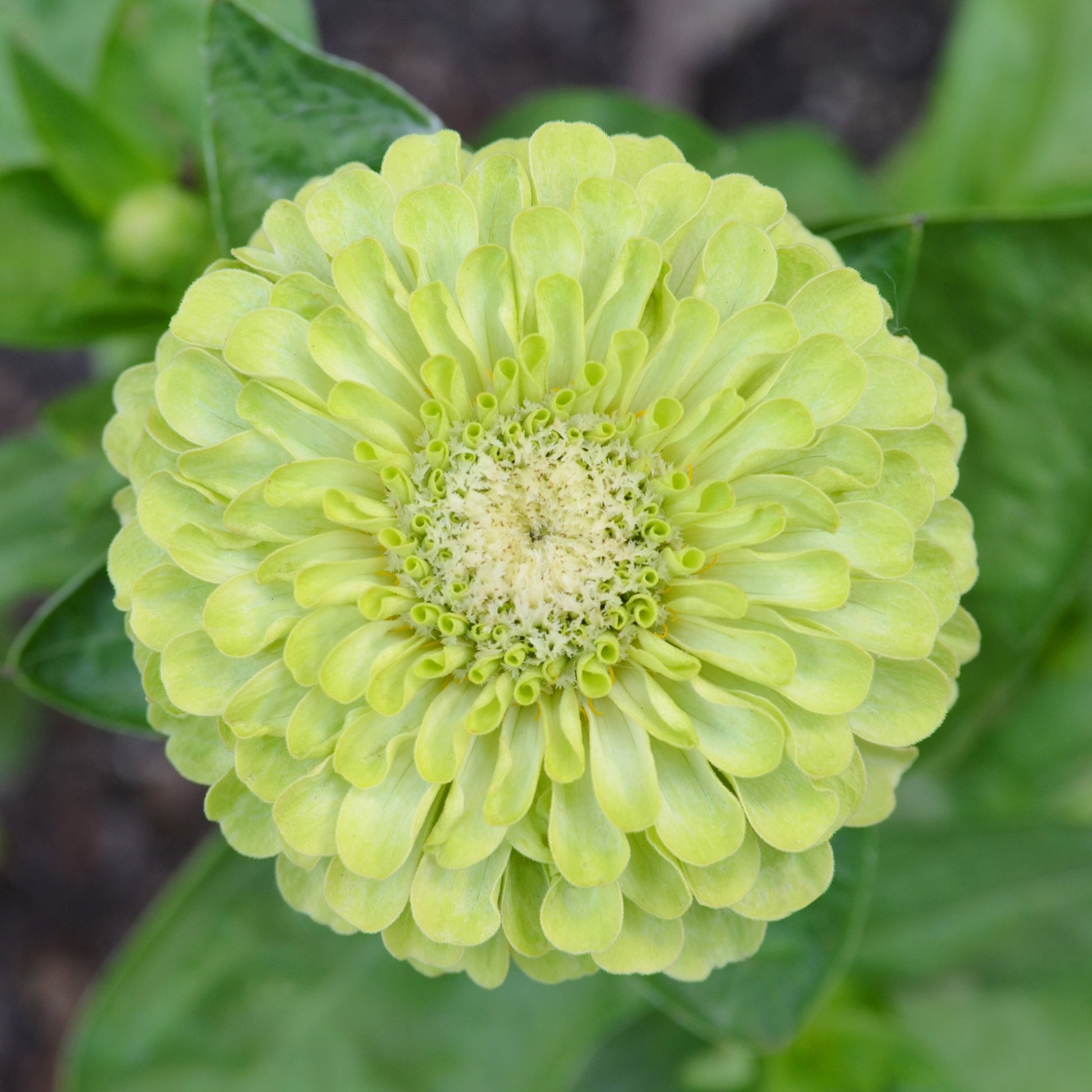 Zinnia Seeds - Queen Lime | Flower Seeds in Packets & Bulk | Eden Brothers