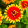 Zinnia Seeds - Sombrero | Flower Seeds in Packets & Bulk | Eden Brothers