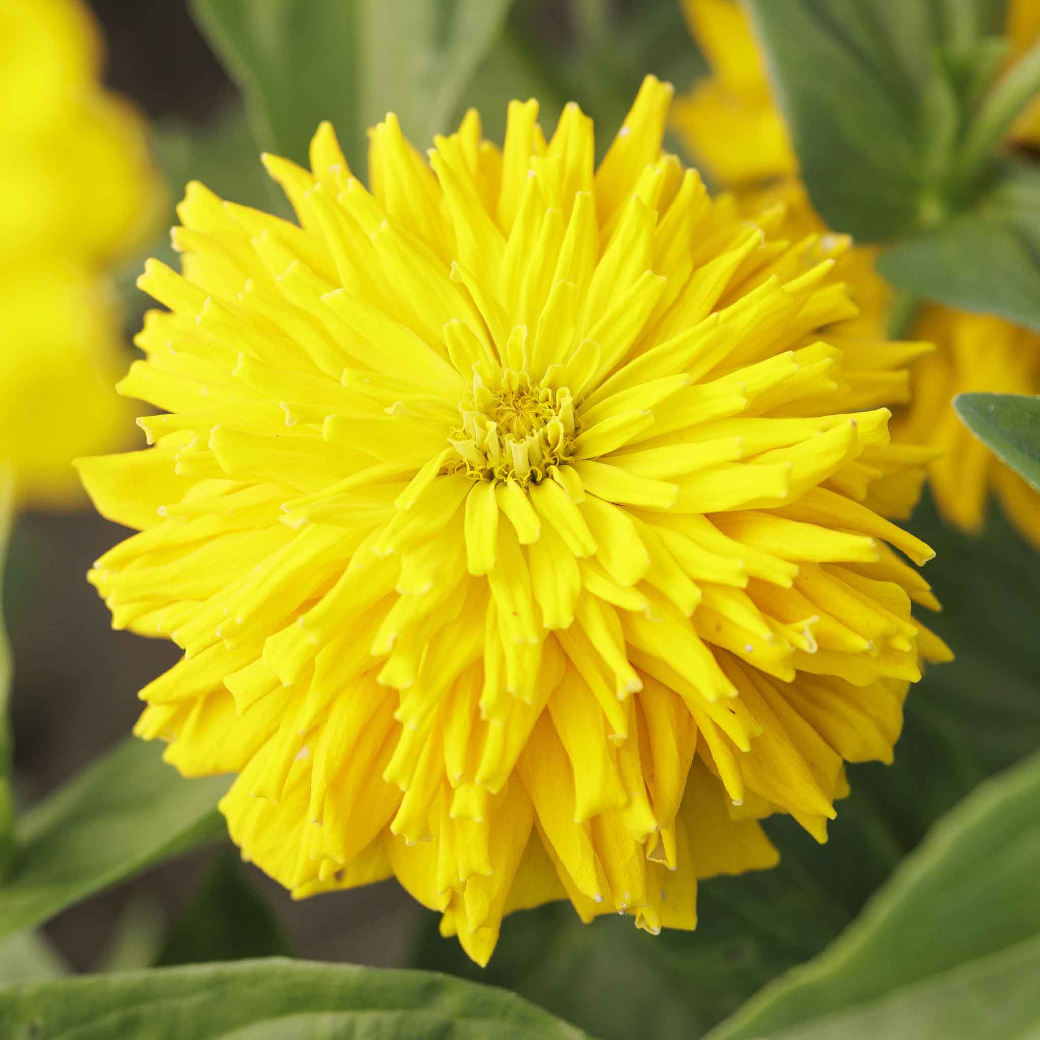 Zinnia Seeds - Super Cactus Sungod | Flower Seeds in Packets & Bulk ...