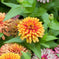 Zinnia Seeds - Swizzle Mix | Flower Seeds in Packets & Bulk | Eden Brothers