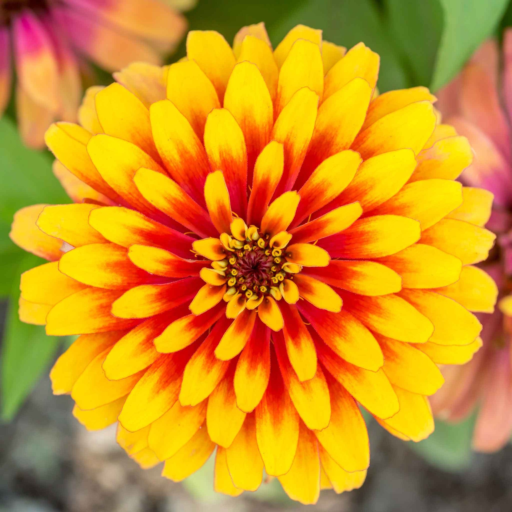 Zinnia Seeds - Swizzle Scarlet & Yellow | Flower Seeds in Packets ...