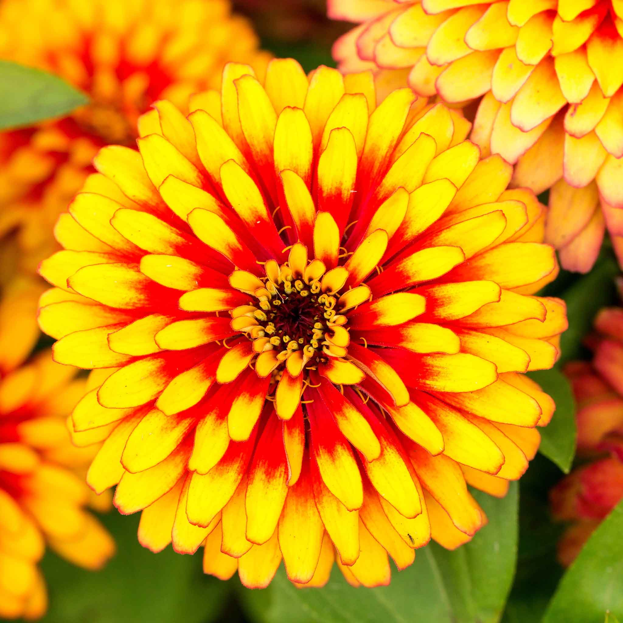 Zinnia Seeds - Swizzle Scarlet & Yellow | Flower Seeds in Packets ...