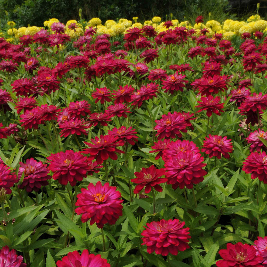 Zinnia Seeds - Zahara Double Cherry | Flower Seeds in Packets & Bulk ...