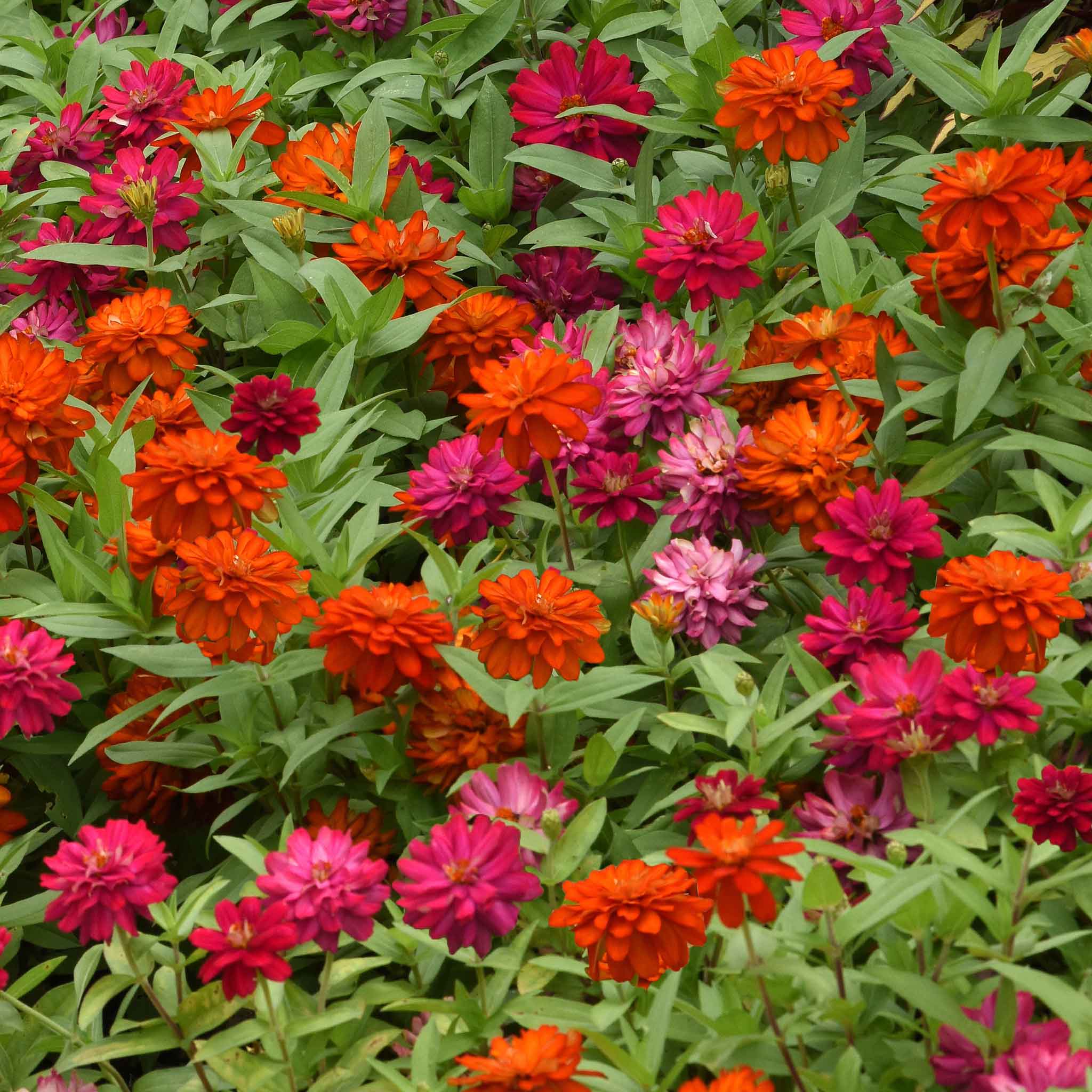 Zinnia Seeds - Zahara Double Cherry & Double Fire | Flower Seeds in ...