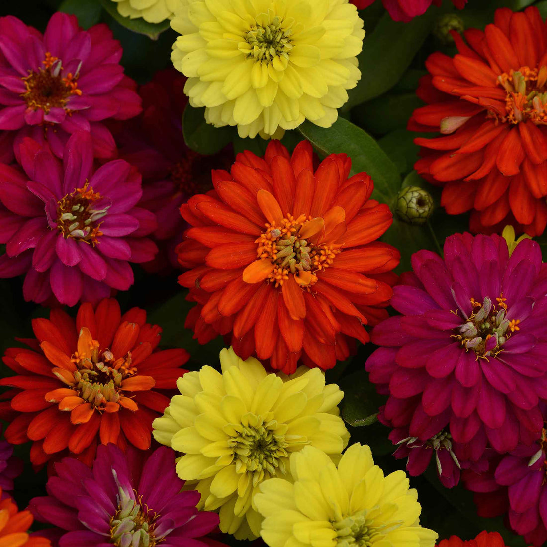 Zinnia Seeds - Zahara Double Mix Brilliant | Flower Seeds in Packets ...