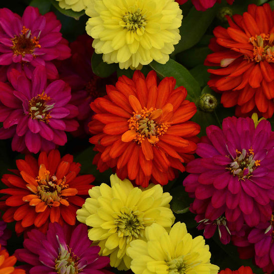 Zinnia Seeds - Zahara Double Mix Brilliant | Flower Seeds in Packets ...