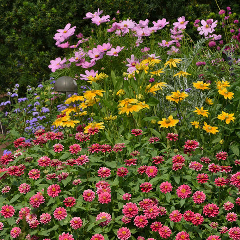 Zinnia Seeds - Zahara Double Raspberry Ripple | Flower Seeds in Packets ...