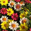Zinnia Seeds - Zahara Raspberry Lemonade Mix | Flower Seeds in Packets ...