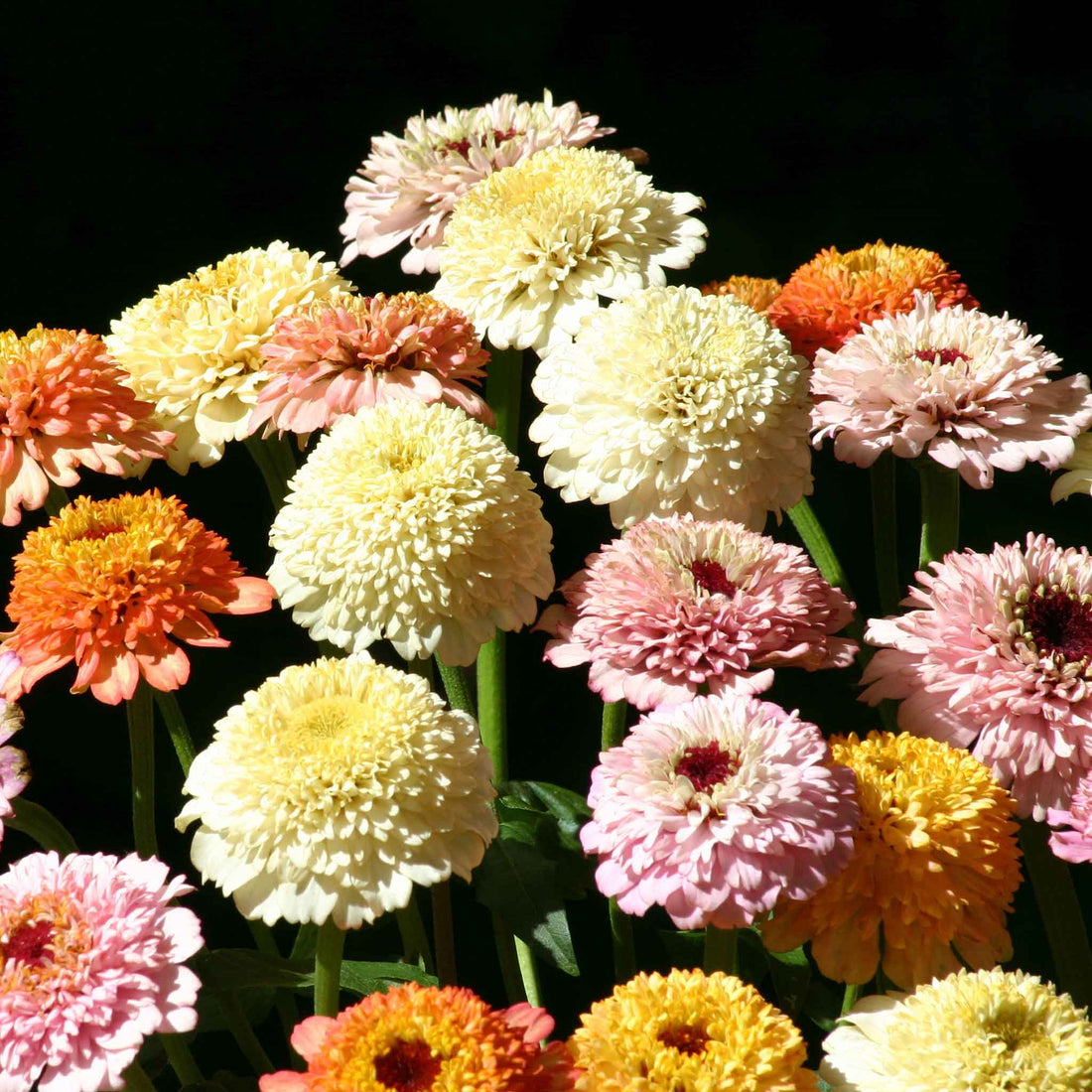 Zinnia Seeds - Zinderella Pastels | Flower Seeds in Packets & Bulk ...