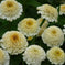 Zinnia Seeds - Zinderella White | Flower Seeds in Packets & Bulk | Eden ...