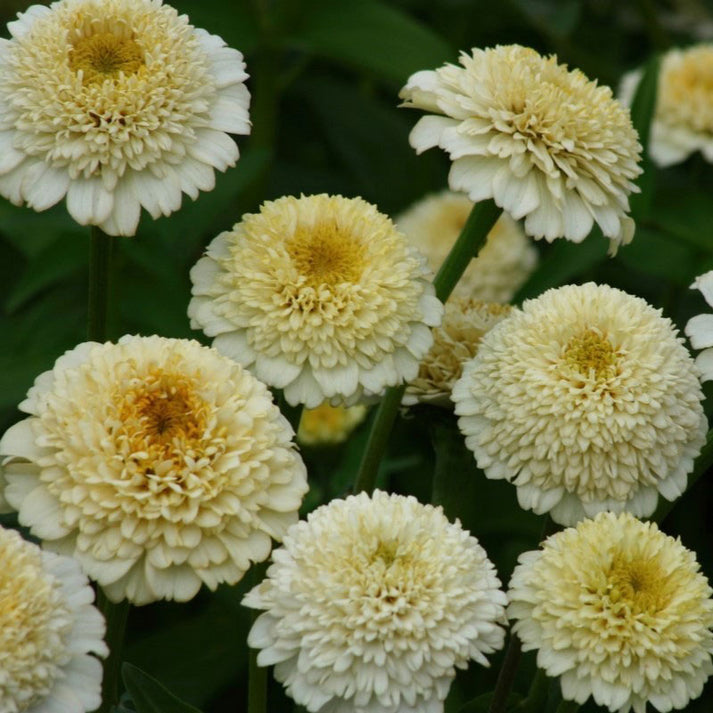 Zinnia Seeds - Zinderella White | Flower Seeds in Packets & Bulk | Eden ...