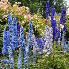 Blue Flower Seeds and Bulbs | Shop 115 Varieties | Eden Brothers