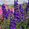 Delphinium Seeds - Lilac Spire | Flower Seeds in Packets & Bulk | Eden ...