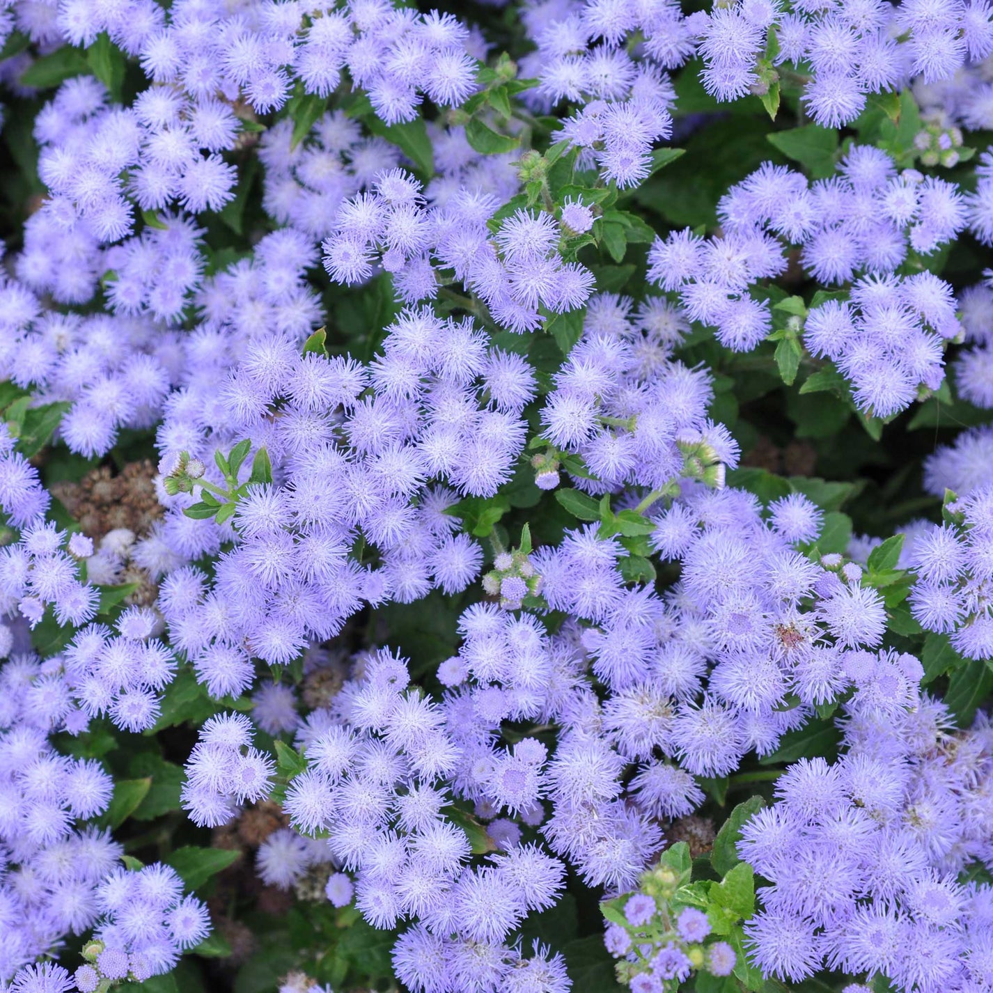 Dwarf Ageratum Seeds - Blue Mink | Flower Seeds in Packets & Bulk ...