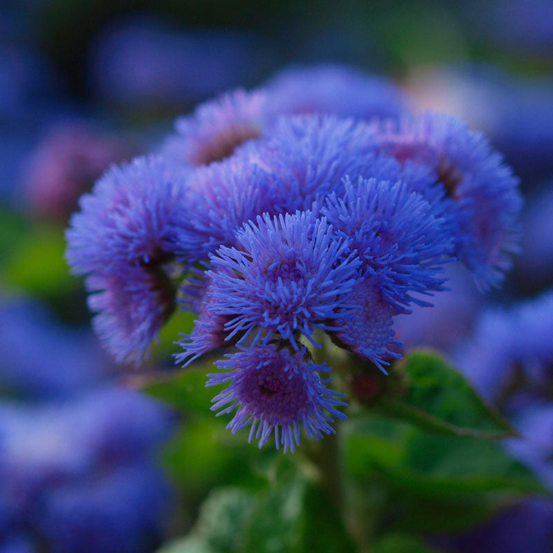 Ageratum Seeds - Dondo Blue | Flower Seeds in Packets & Bulk | Eden ...