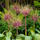 Tall Allium Bulbs - Schubertii | Fall Flower Bulbs | Eden Brothers