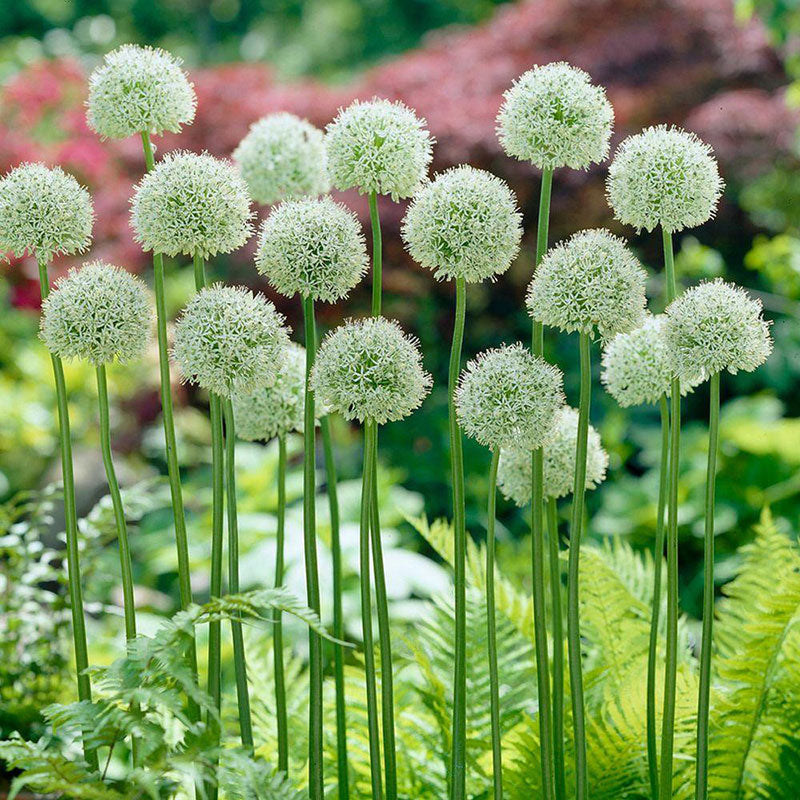 Giant Allium Bulbs - White Giant | Fall Flower Bulbs | Eden Brothers