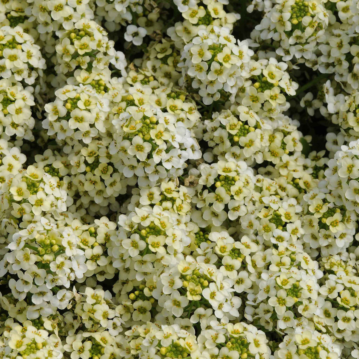 Alyssum Seeds - Easter Bonnet Mix | Flower Seeds in Packets & Bulk ...
