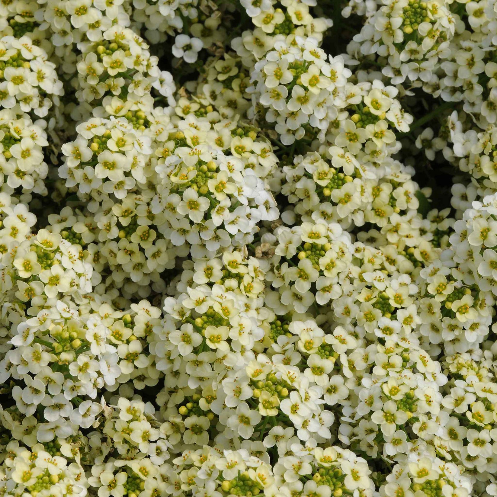 Alyssum Seeds - Easter Bonnet Mix | Flower Seeds in Packets & Bulk ...