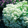 Alyssum Seeds - Tiny Tim | Flower Seeds in Packets & Bulk | Eden Brothers