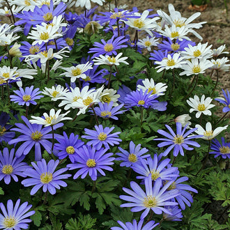 Anemone Bulbs | Shop 31 Varieties | Eden Brothers