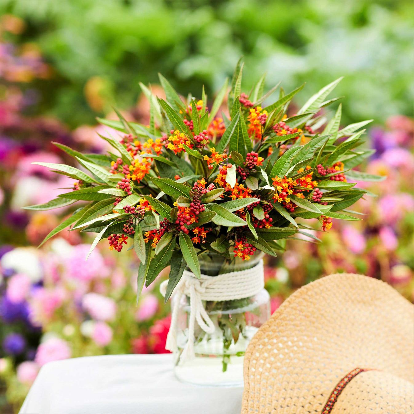 Bloodflower/Sunset Flower Seeds | Flower Seeds in Packets & Bulk | Eden ...