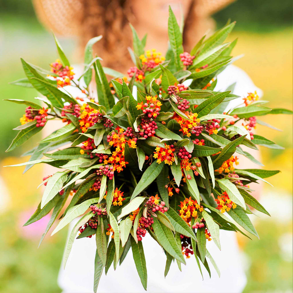 Bloodflower/Sunset Flower Seeds | Flower Seeds in Packets & Bulk | Eden ...