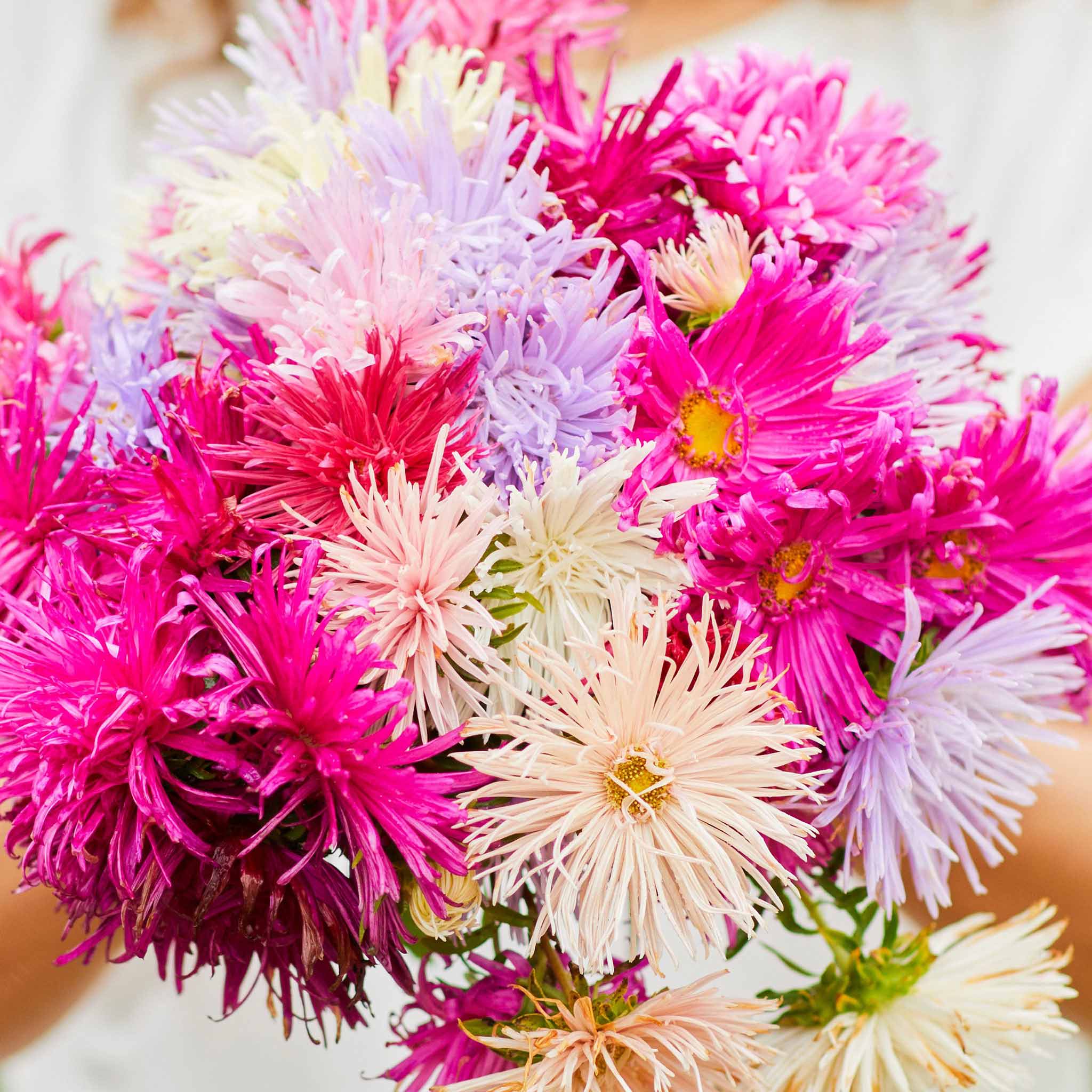 Aster Seeds - Nova Mix | Flower Seeds in Packets & Bulk | Eden Brothers