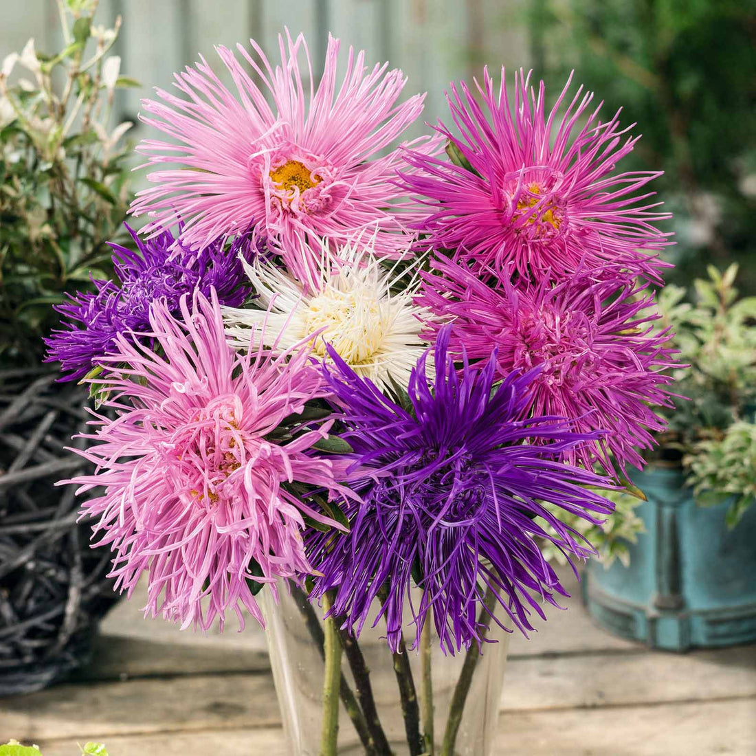 Aster Seeds - Nova Mix | Flower Seeds in Packets & Bulk | Eden Brothers