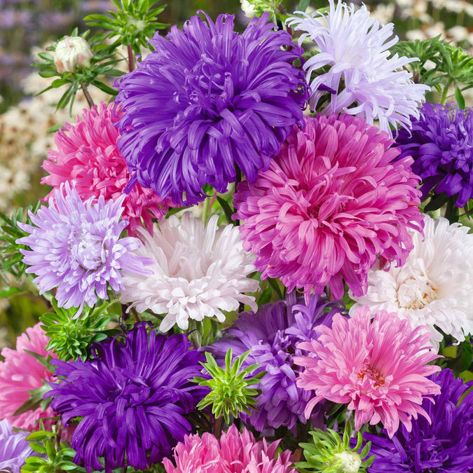 China Aster Seeds - Ostrich Feather Mix | Flower Seeds in Packets ...