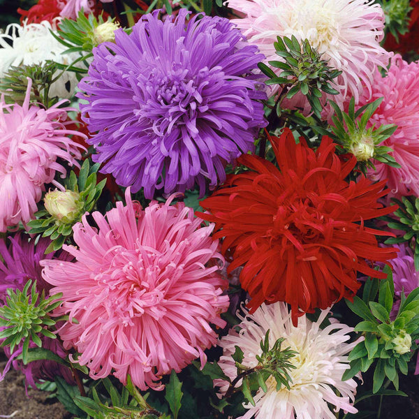 China Aster Seeds - Ostrich Feather Mix | Flower Seeds in Packets ...