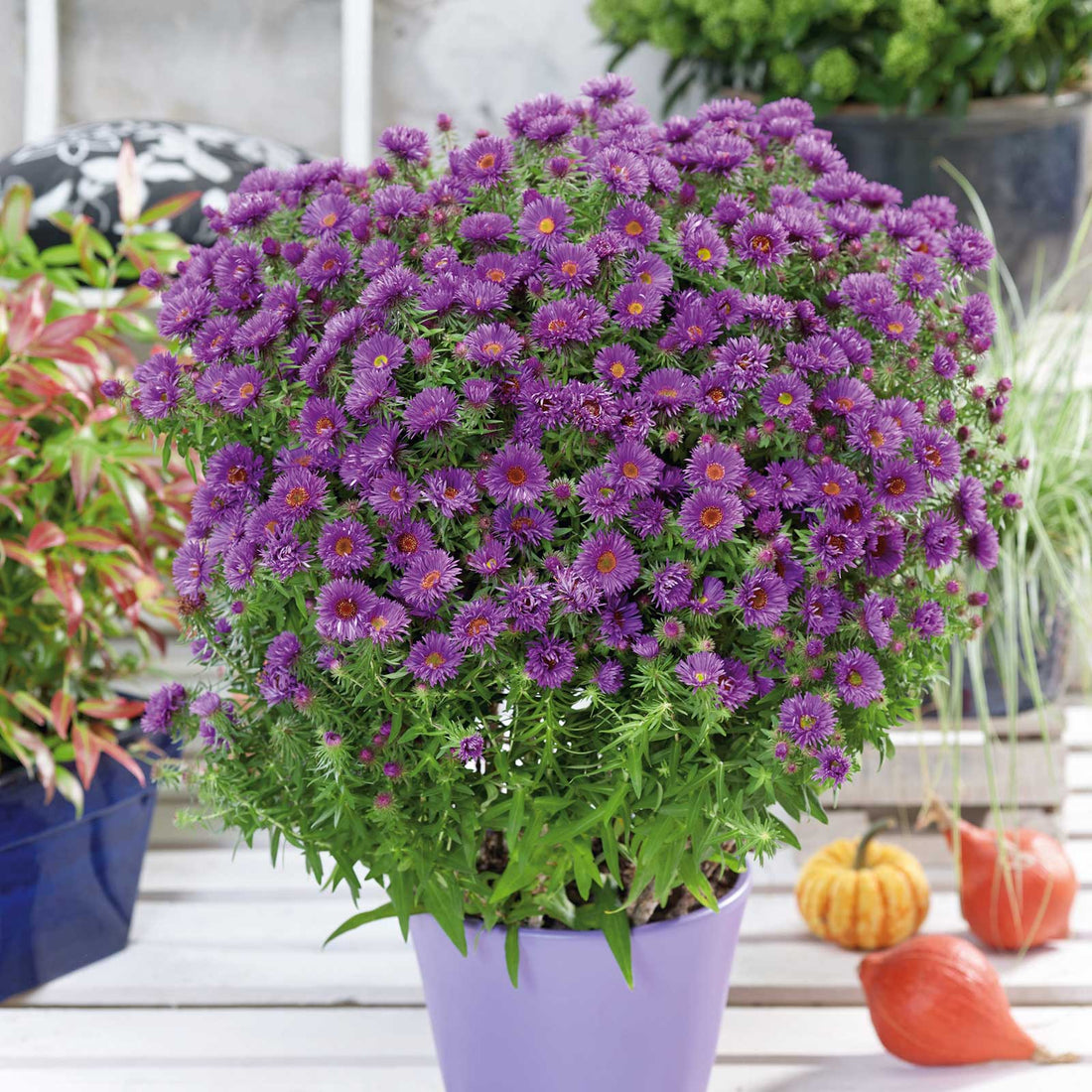 Aster Roots Purple Dome | Spring Flower Bulbs | Eden Brothers