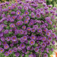 Aster Roots Purple Dome | Spring Flower Bulbs | Eden Brothers