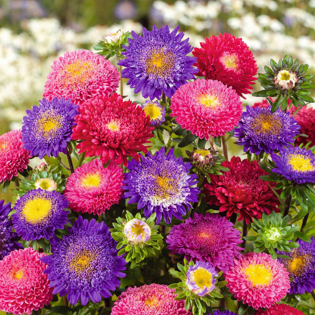 Aster Seeds - Rubens Mix | Flower Seeds in Packets & Bulk | Eden Brothers
