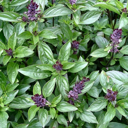 Basil Seeds - Cinnamon | Herb Seeds in Packets & Bulk | Eden Brothers