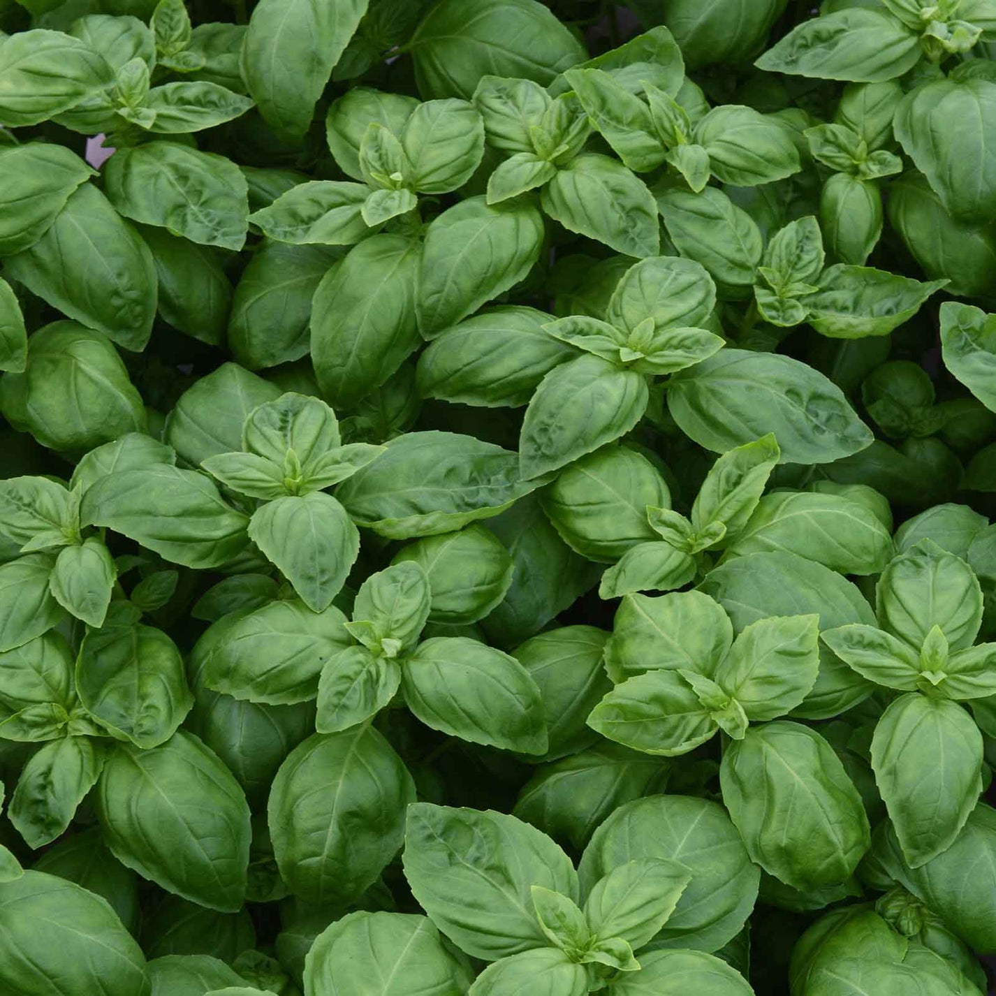 Basil Seeds - Dolce Fresca | Herb Seeds in Packets & Bulk | Eden Brothers