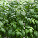 Basil Seeds - Everleaf Emerald Tower | Herb Seeds in Packets & Bulk ...