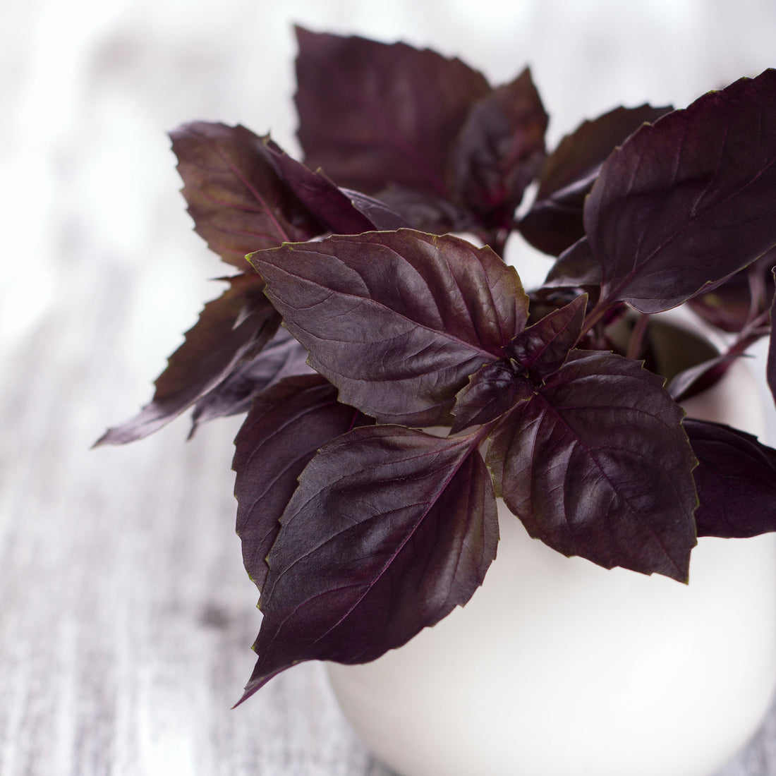 Organic Basil Seeds - Dark Opal | Herb Seeds in Packets & Bulk | Eden ...