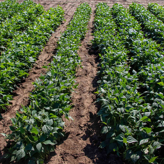 Bean Seeds - Elegance | Vegetable Seeds in Packets & Bulk | Eden Brothers