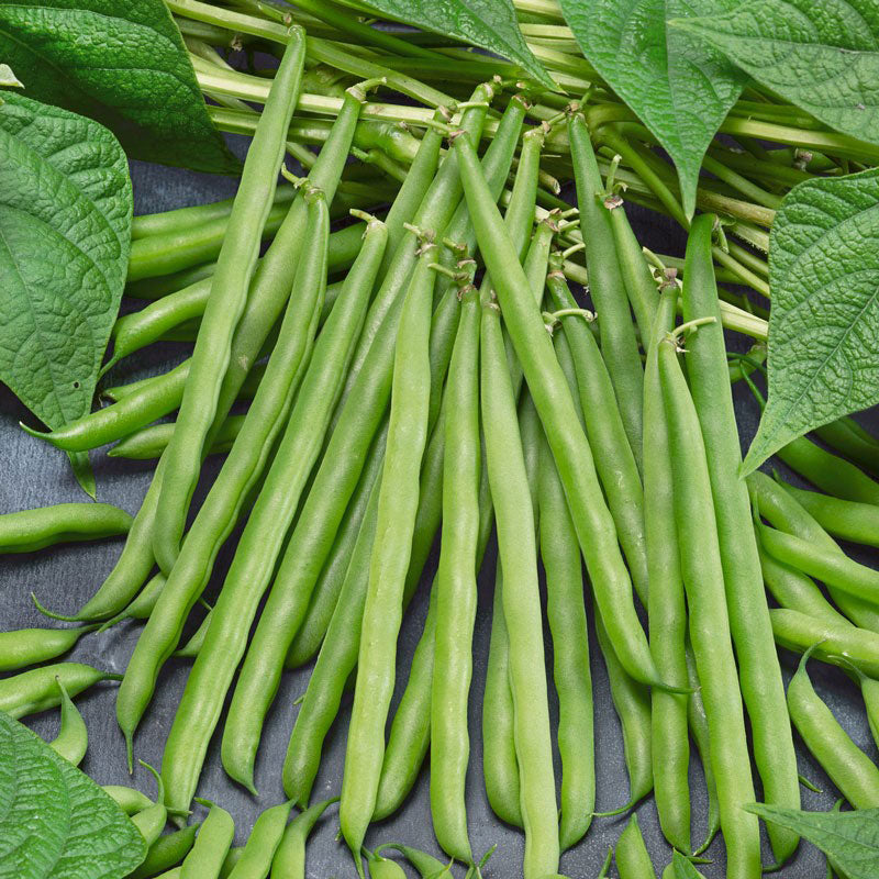 Bean Seeds - Greencrop | Vegetable Seeds in Packets & Bulk | Eden Brothers