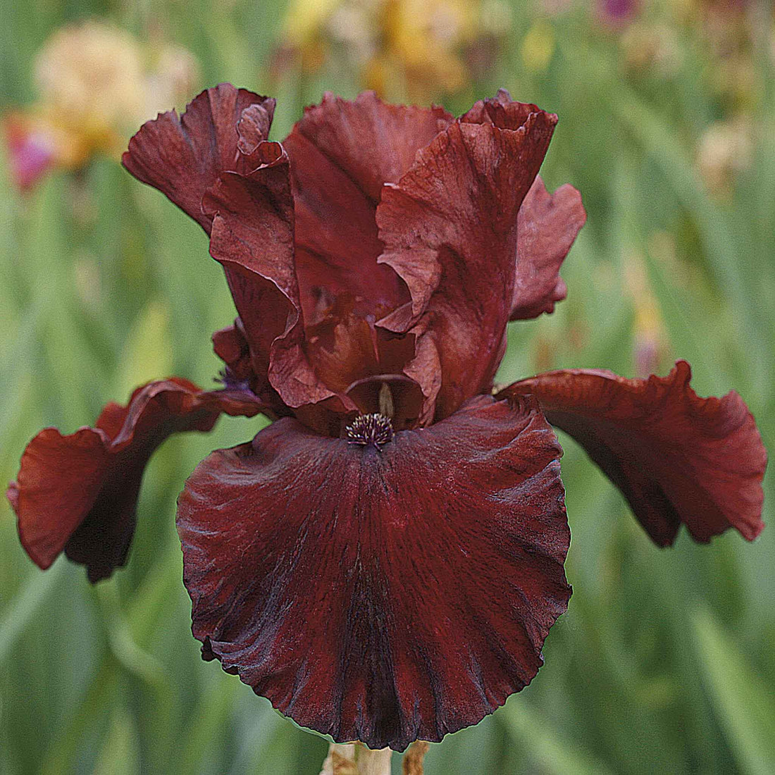 Bearded Iris - 45 Days of Red Bloom | Fall Flower Bulbs | Eden Brothers
