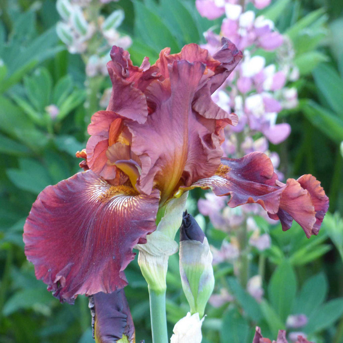 Bearded Iris - 45 Days of Red Bloom | Fall Flower Bulbs | Eden Brothers