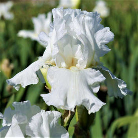 Bearded Iris | Shop 33 Varieties | Eden Brothers